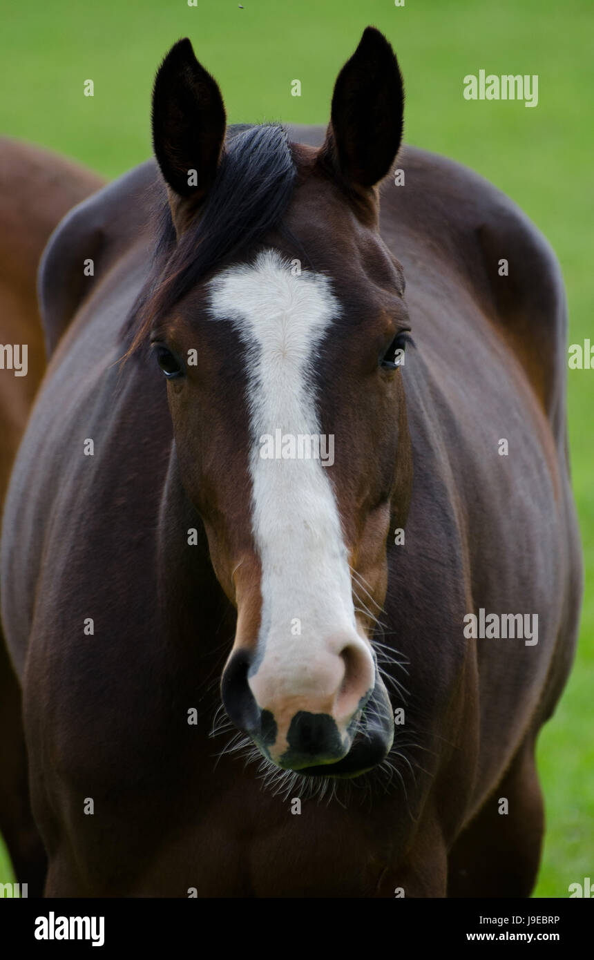 ride, horse, animal, waist belt, horseriding, nature, horse, animal ...
