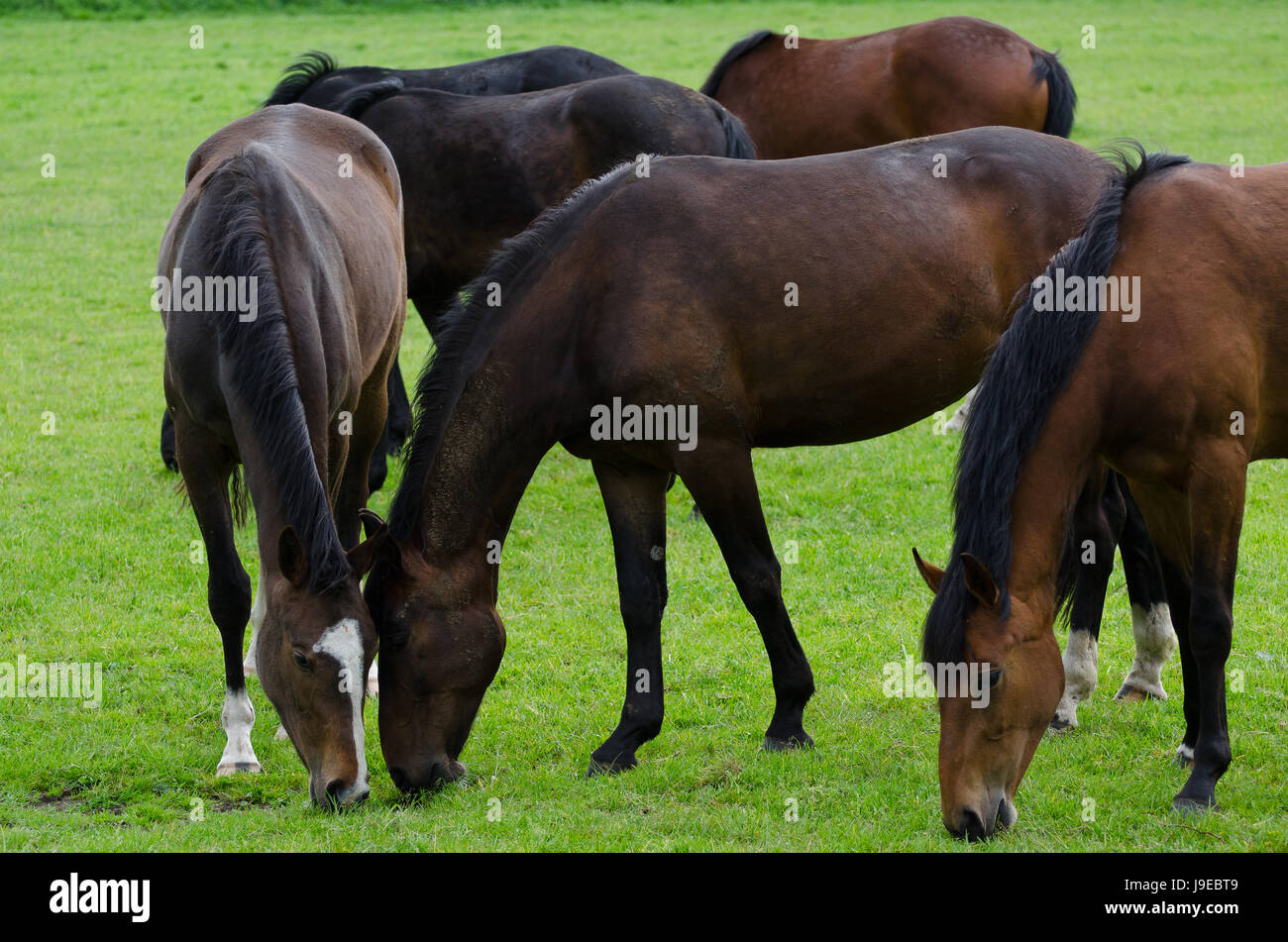 ride, horse, animal, waist belt, horseriding, nature, horse, animal ...
