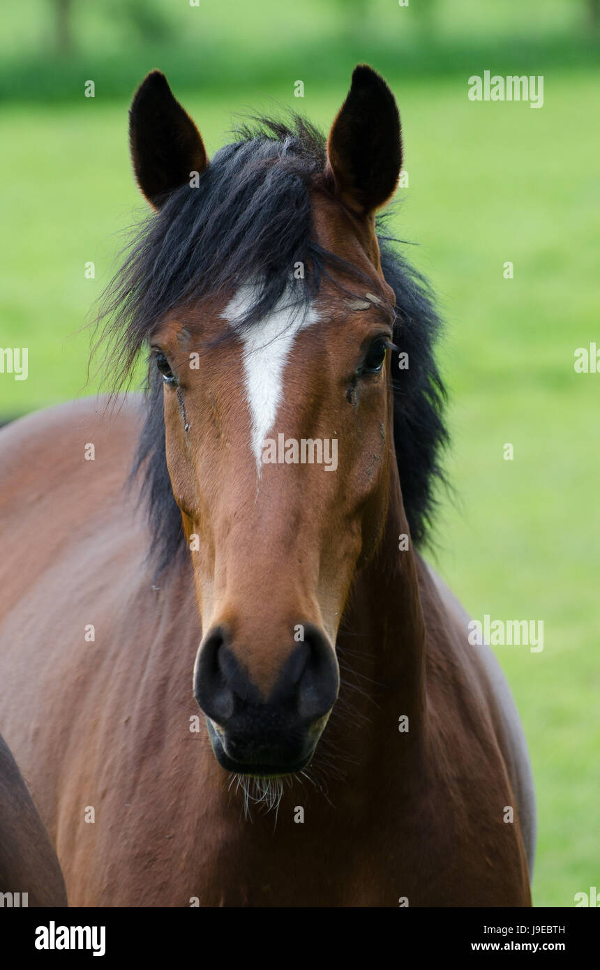 ride, horse, animal, waist belt, horseriding, nature, horse, animal ...