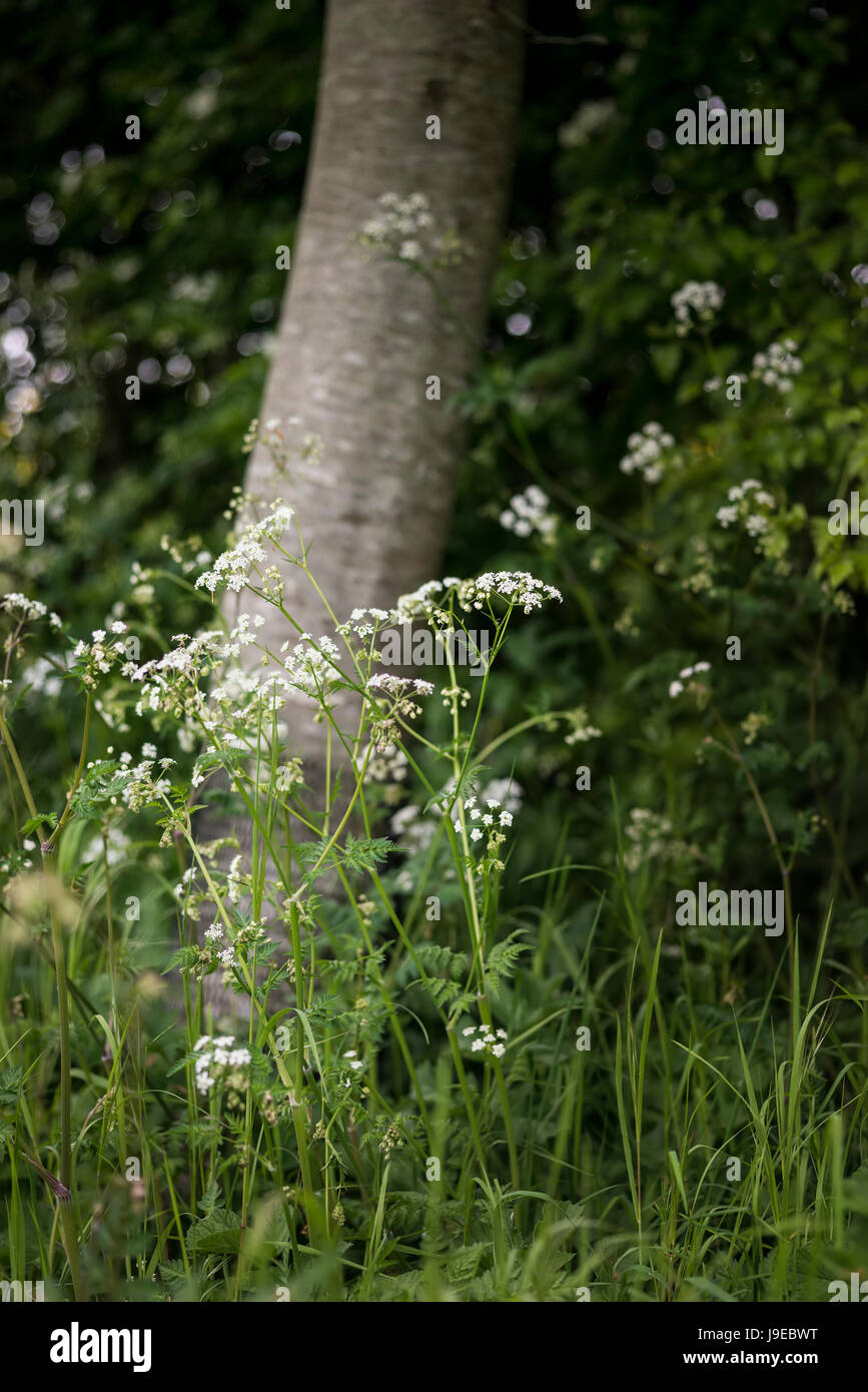 Beautiful shallow depth of field landscape image of English countryside ...