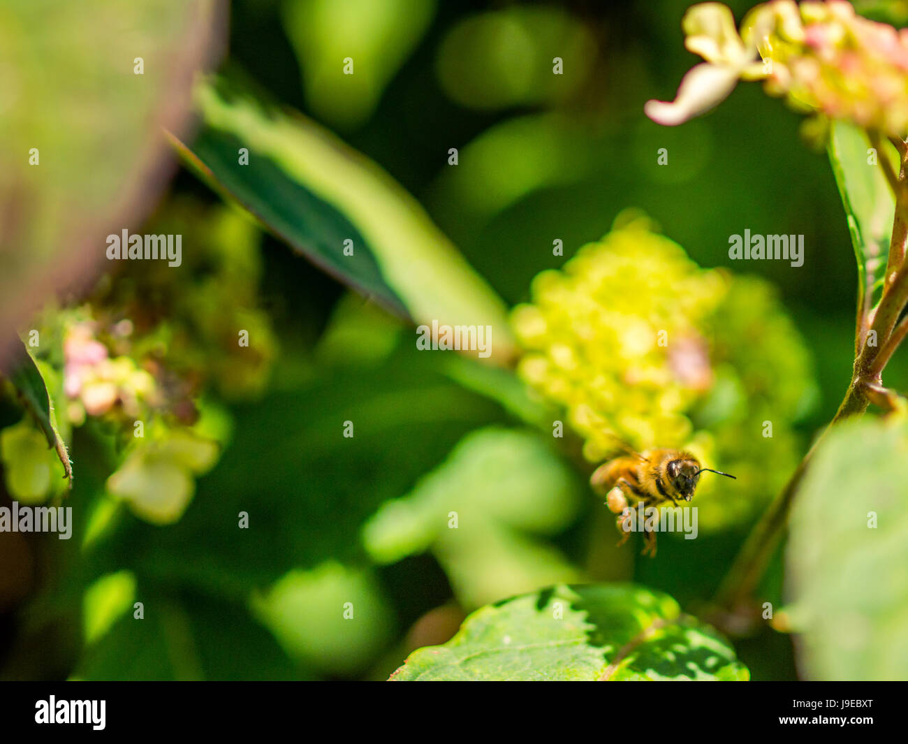 Bee feeding , flying and stinking on flowers in a park, outdoors, no ...