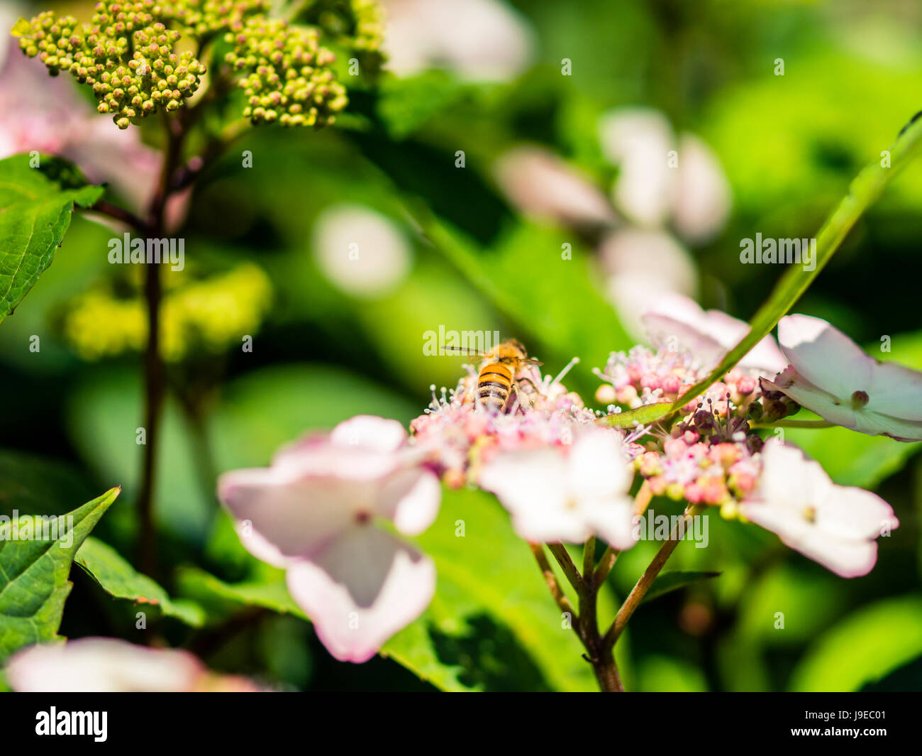 Bee feeding , flying and stinking on flowers in a park, outdoors, no ...