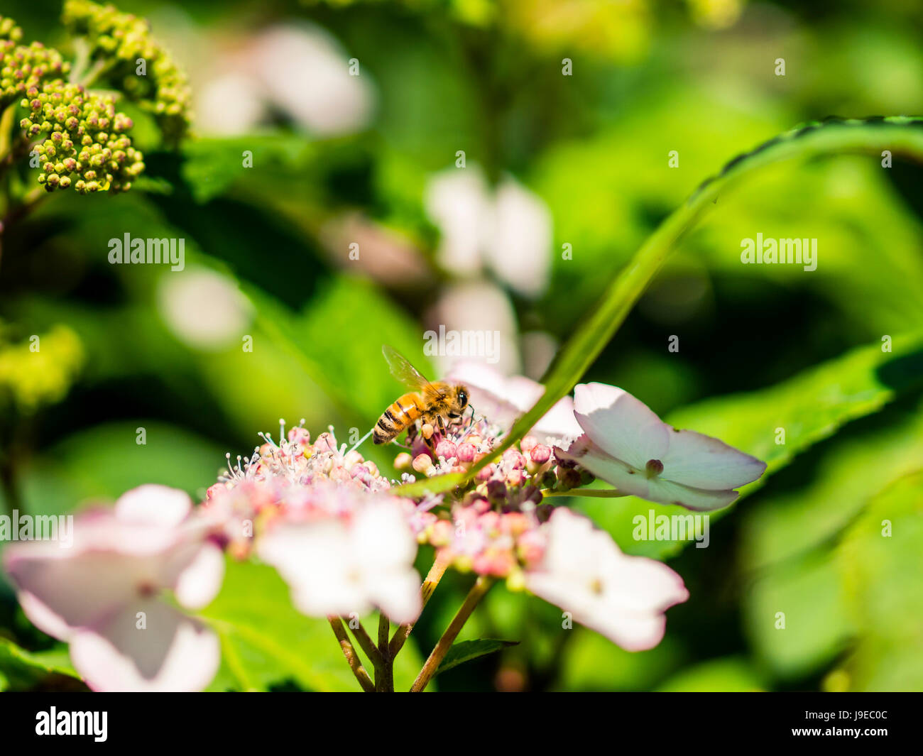 Bee feeding , flying and stinking on flowers in a park, outdoors, no ...