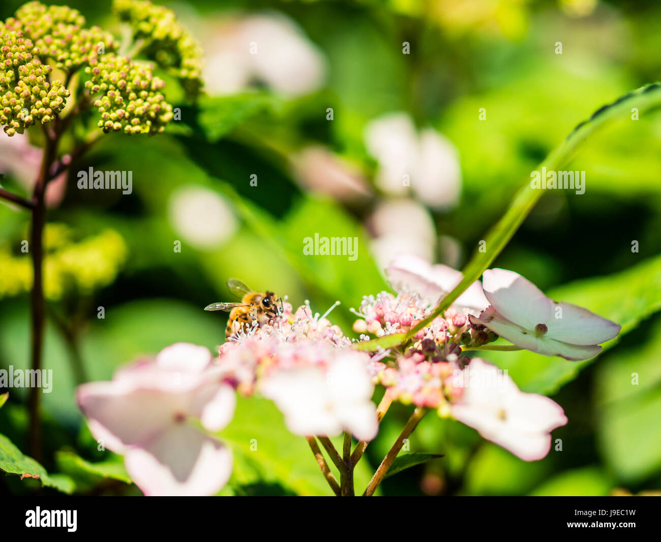 Bee feeding , flying and stinking on flowers in a park, outdoors, no ...