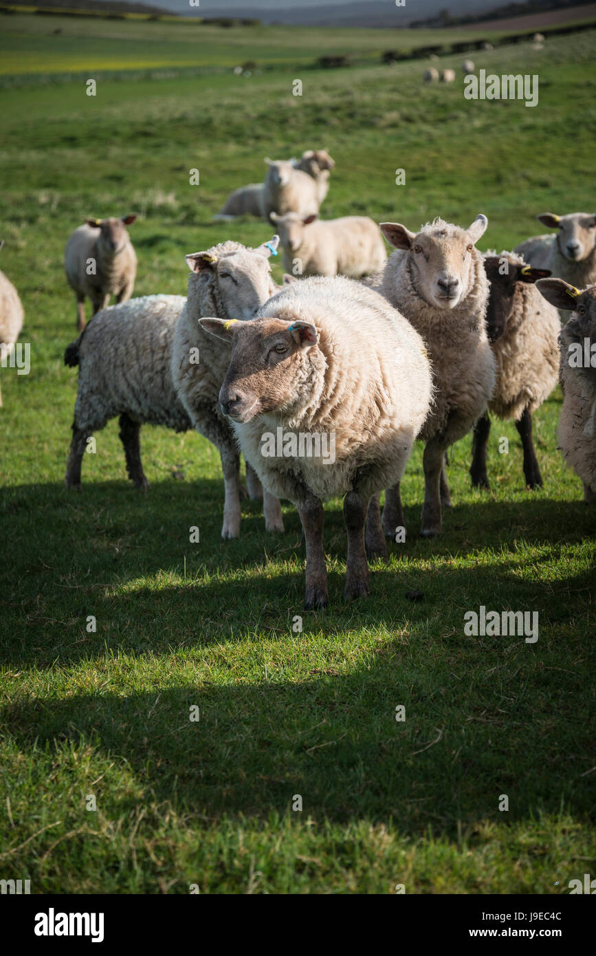 Sheep in Spring sunshine in English farm countryside landscape Stock ...