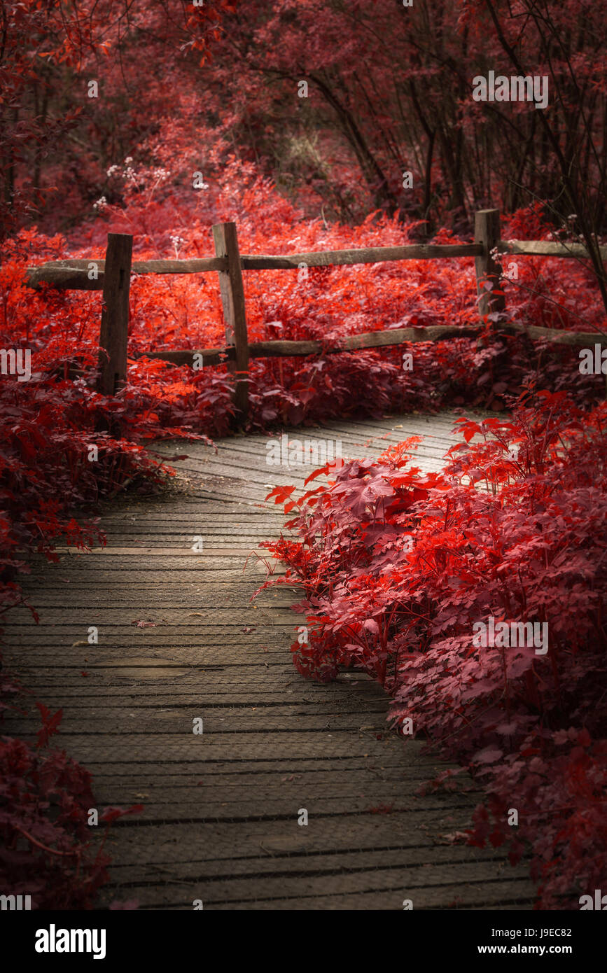 Stunning surreal red landscape image of wooden boardwalk throughforest ...