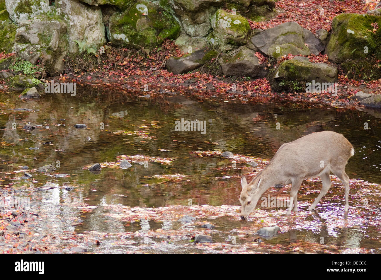 drink, drinking, bibs, animal, japanese, japan, deer, water, orange ...