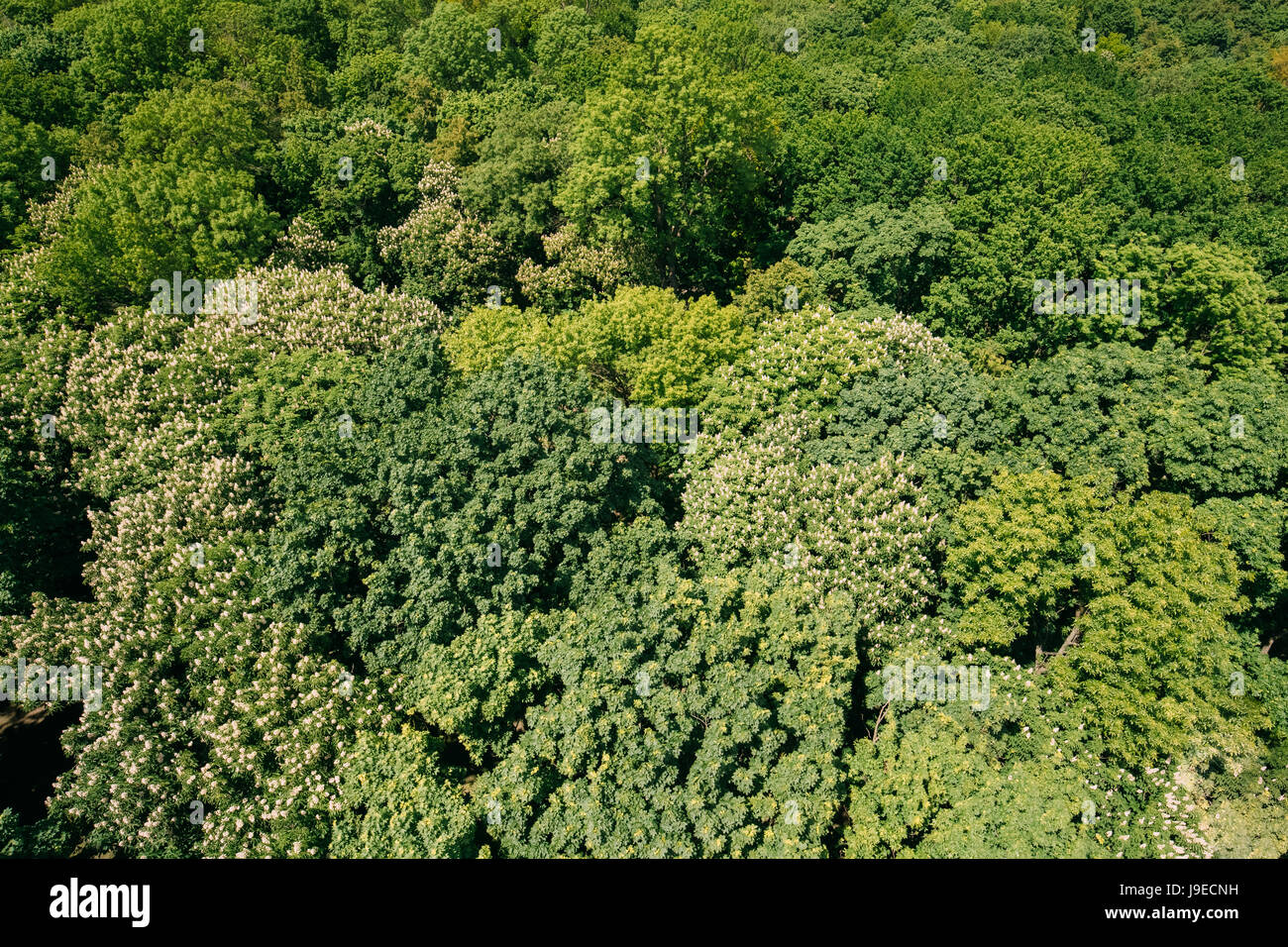 Green Natural Background Of Deciduous Forest. Top View Aerial View ...