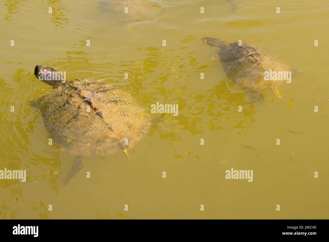 freshwater turtles, red-eared slider turtle (Trachemys scripta elegans ...