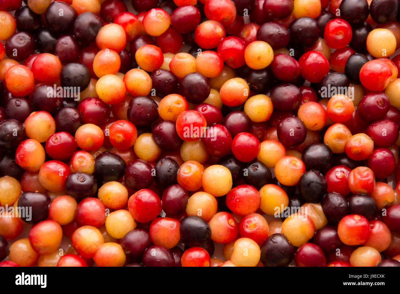 Wild cherry fruit , organic cherries natural healthy source of vitamins ...