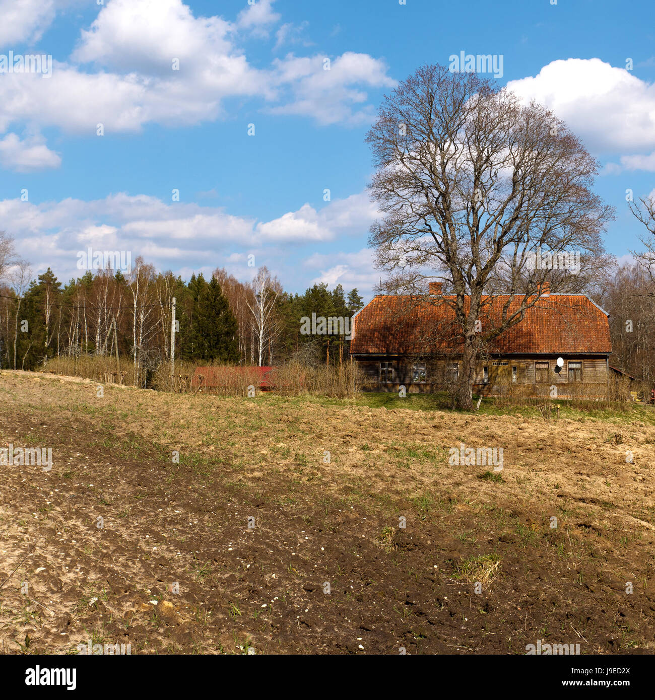 tree, trees, wood, ground, soil, earth, humus, agriculture, farming ...