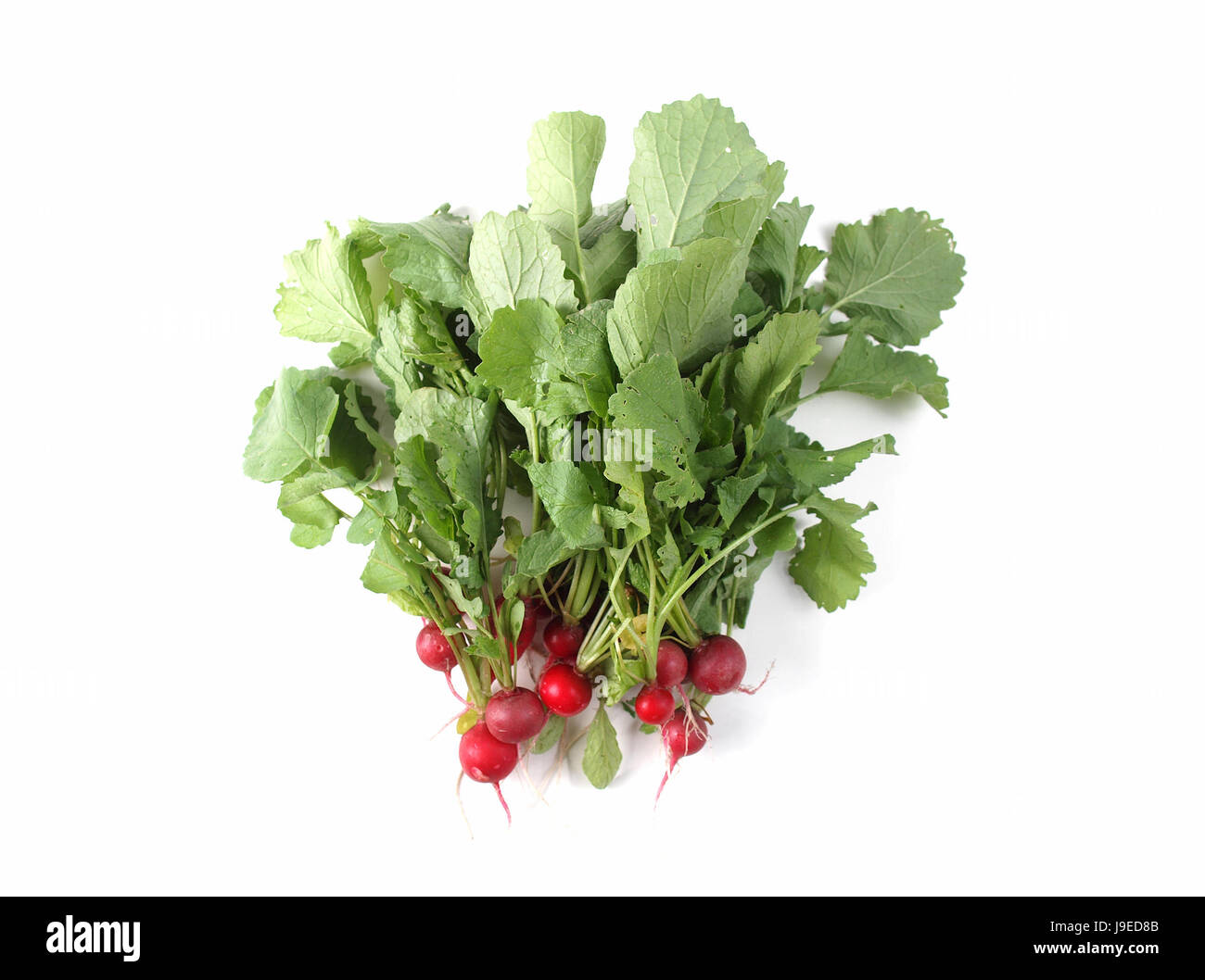 root, vegetable, radish, edible, vegetables, red, food, aliment ...