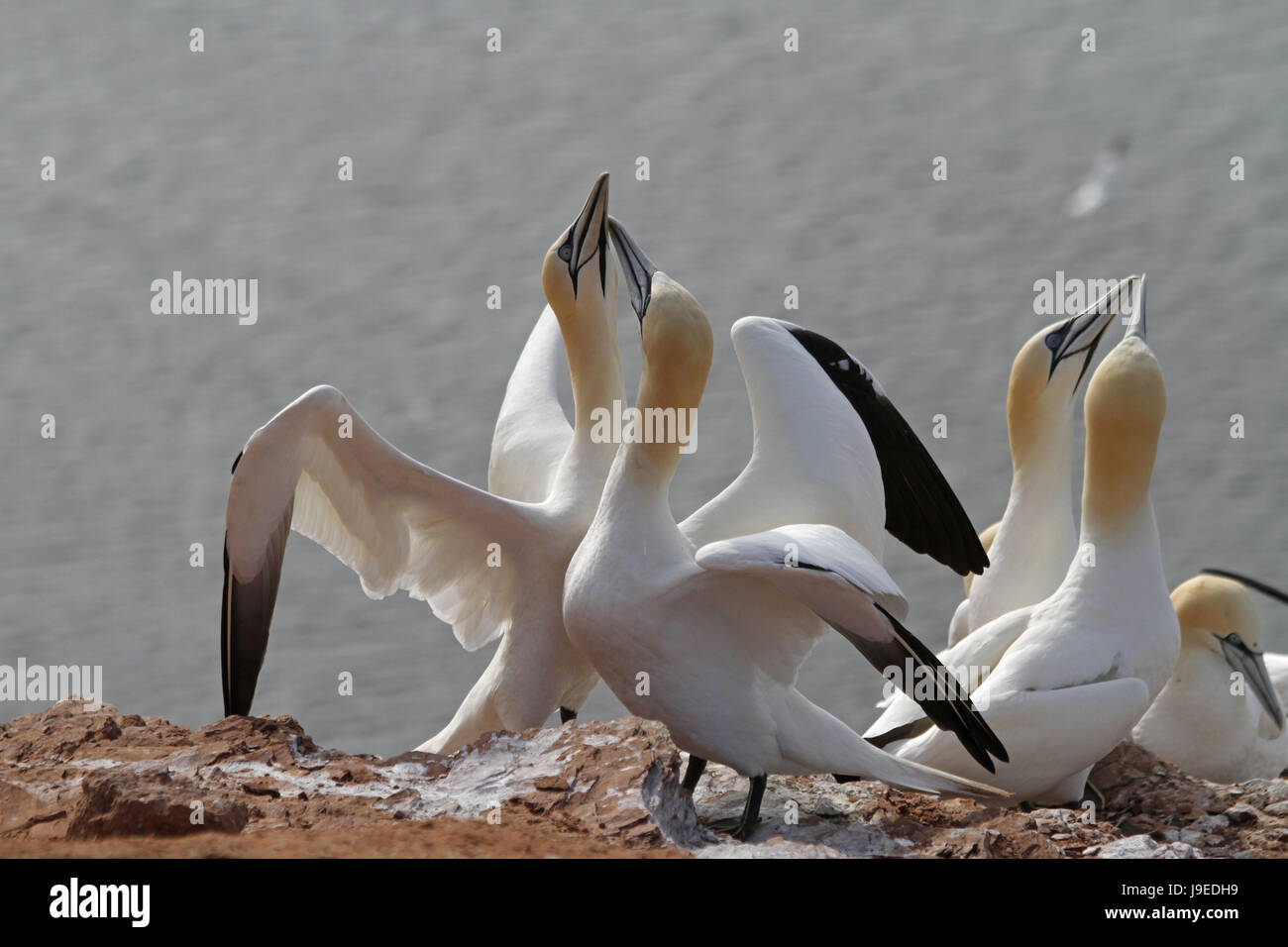bird, water, north sea, salt water, sea, ocean, birds, hick, motion ...