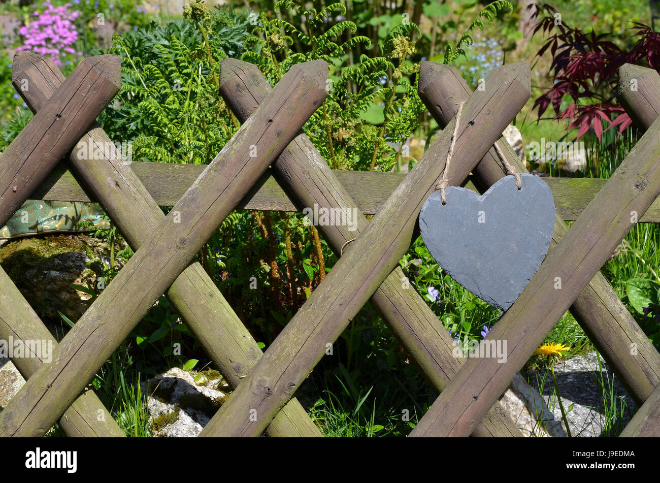 flower, flowers, plant, fence, fence in, fencing, love, in love, fell ...