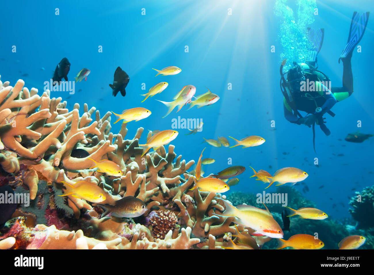 woman, underwater, tropical, navy, marine, salt water, sea, ocean ...