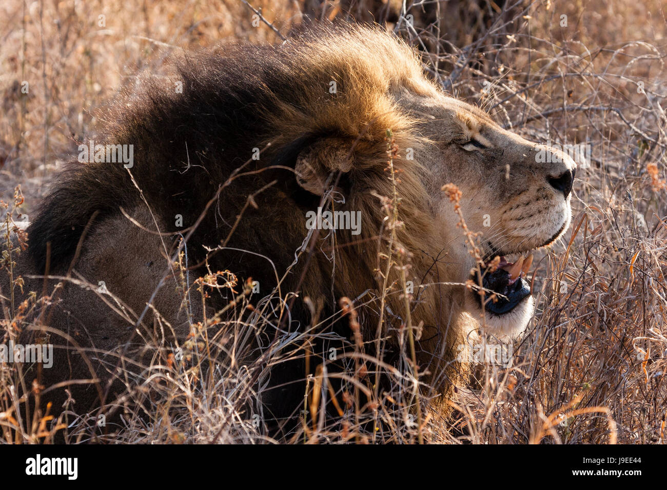 animal, wild, africa, lion, cat, big cat, feline predator, horizontal ...