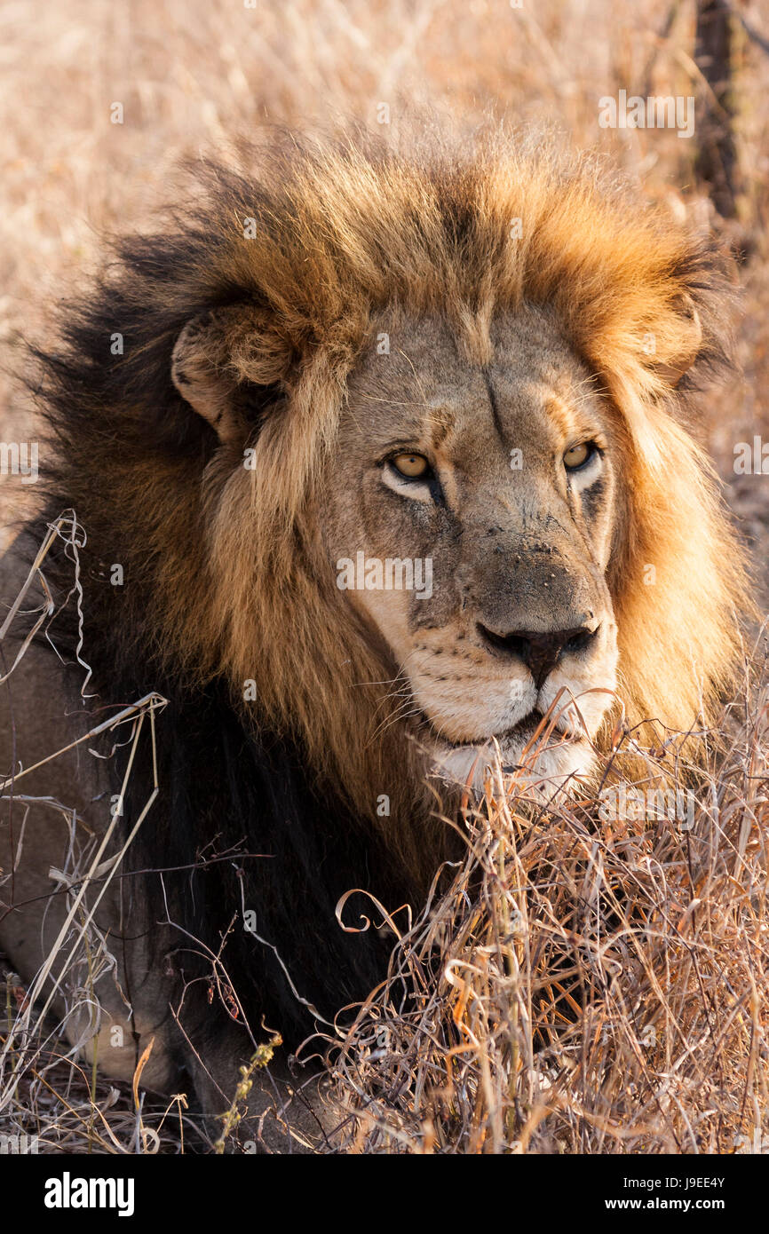 animal, wild, africa, lion, cat, big cat, feline predator, predator ...