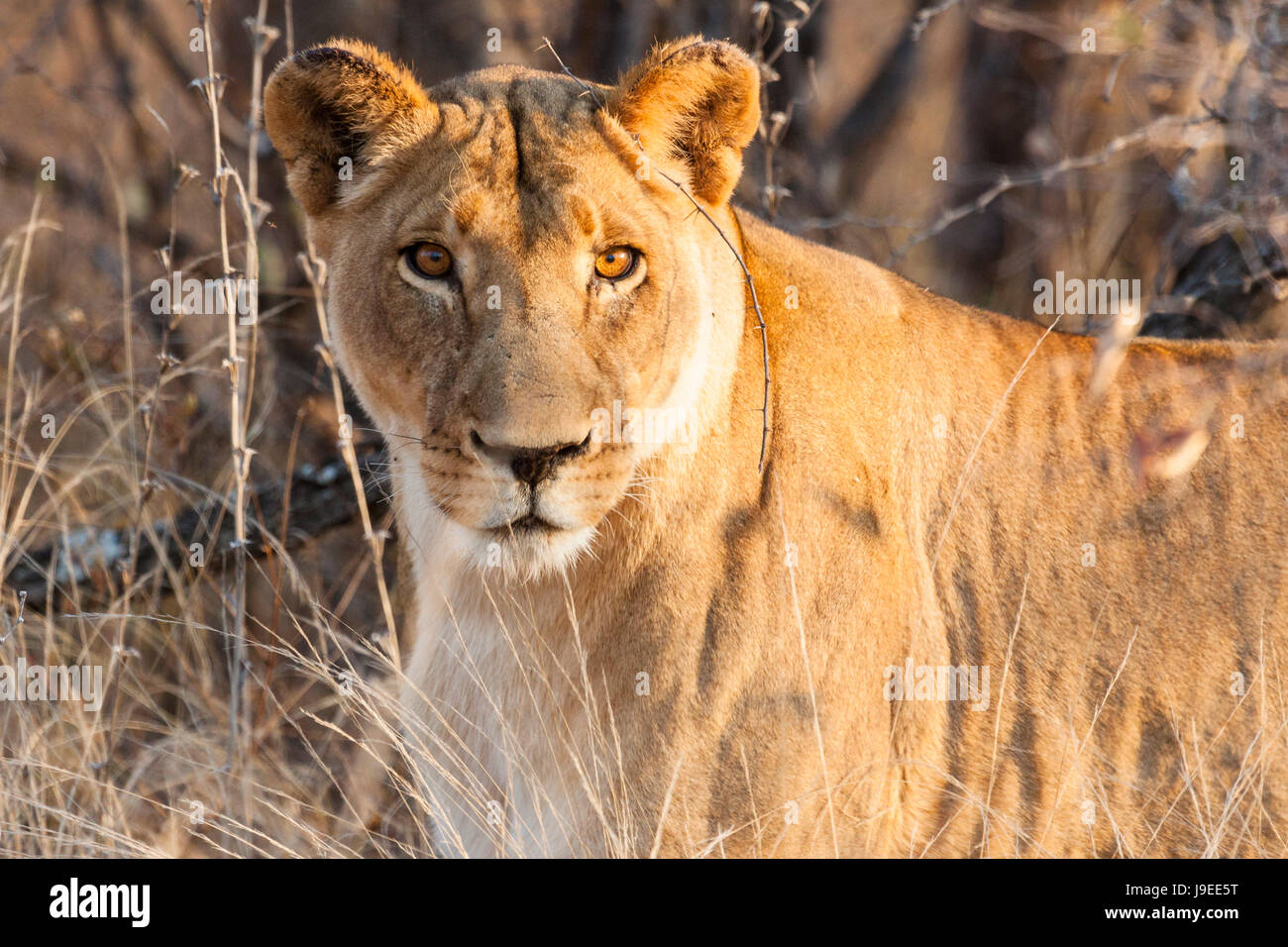 animal, wild, africa, horizontal, predator, lioness, nature, animal ...