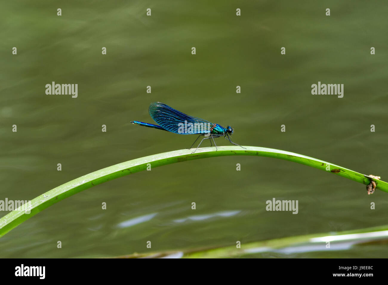 blue, animal, insect, green, dragonfly, wildlife, beauty, nature, blue ...