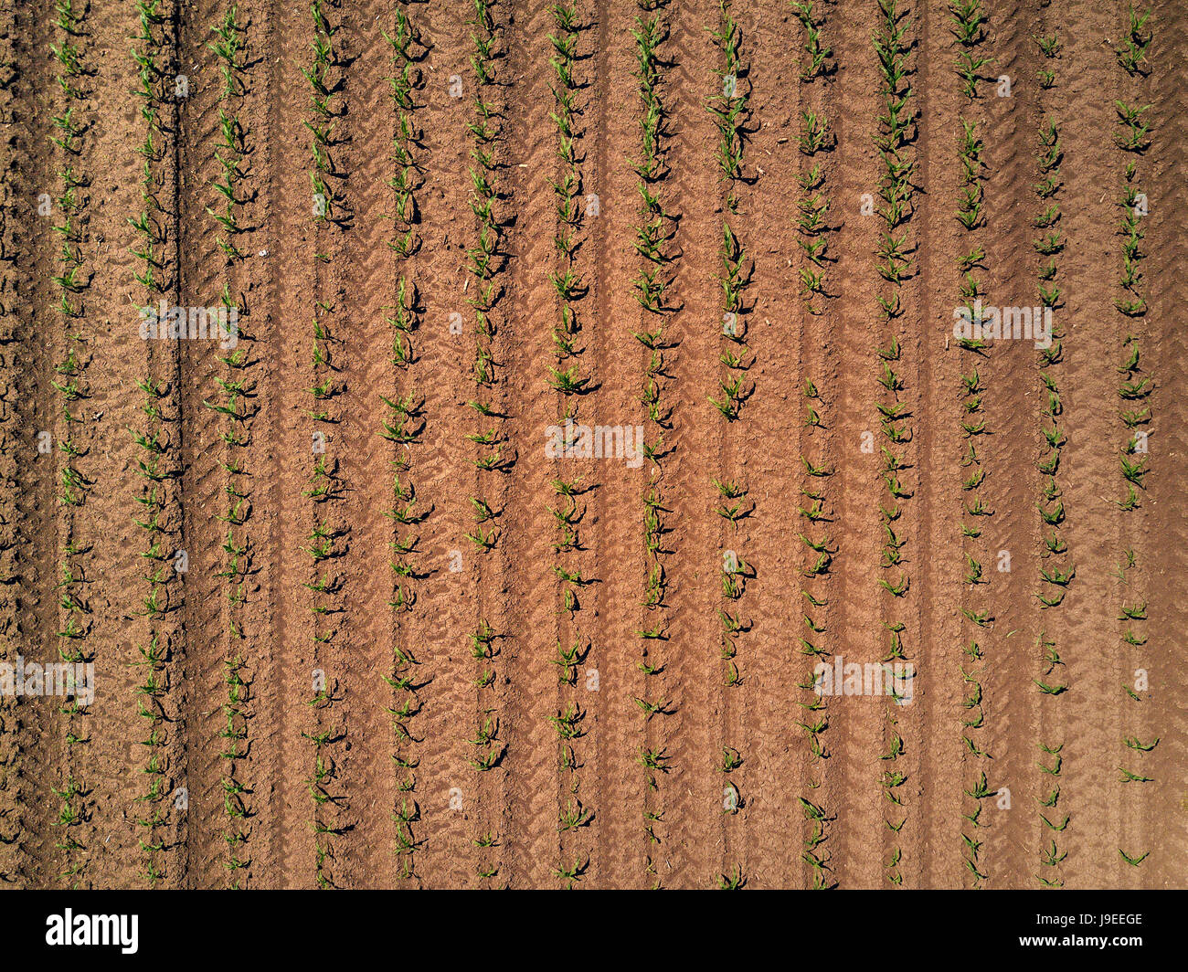 Aerial view of cultivated corn maize crop field from drone point of ...