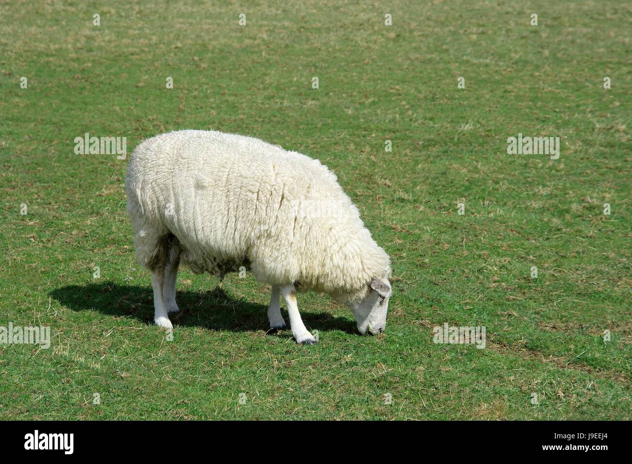 animal, agriculture, farming, sheep, wool, livestock, farm, lamb ...