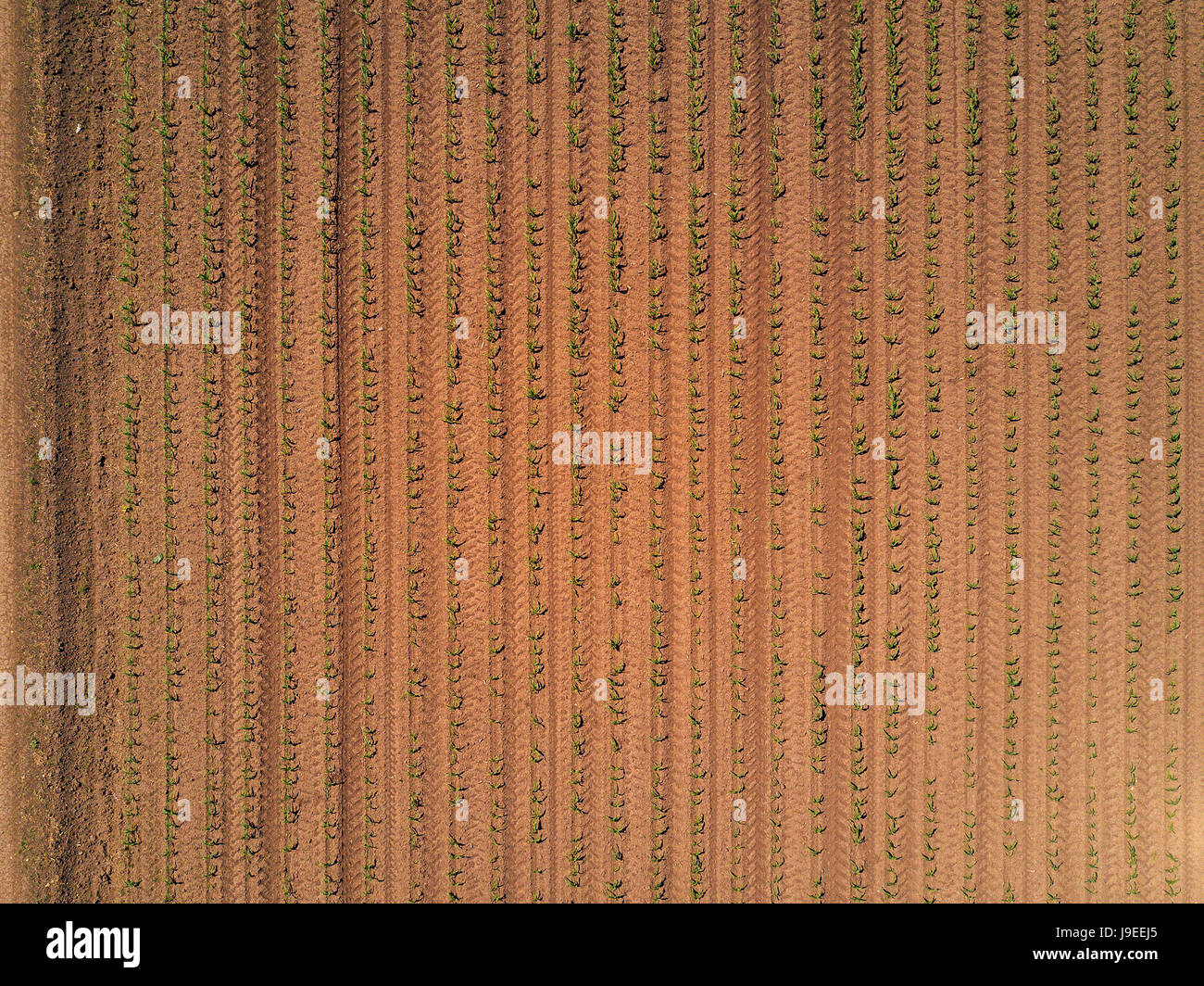 Aerial view of cultivated corn maize crop field from drone point of ...