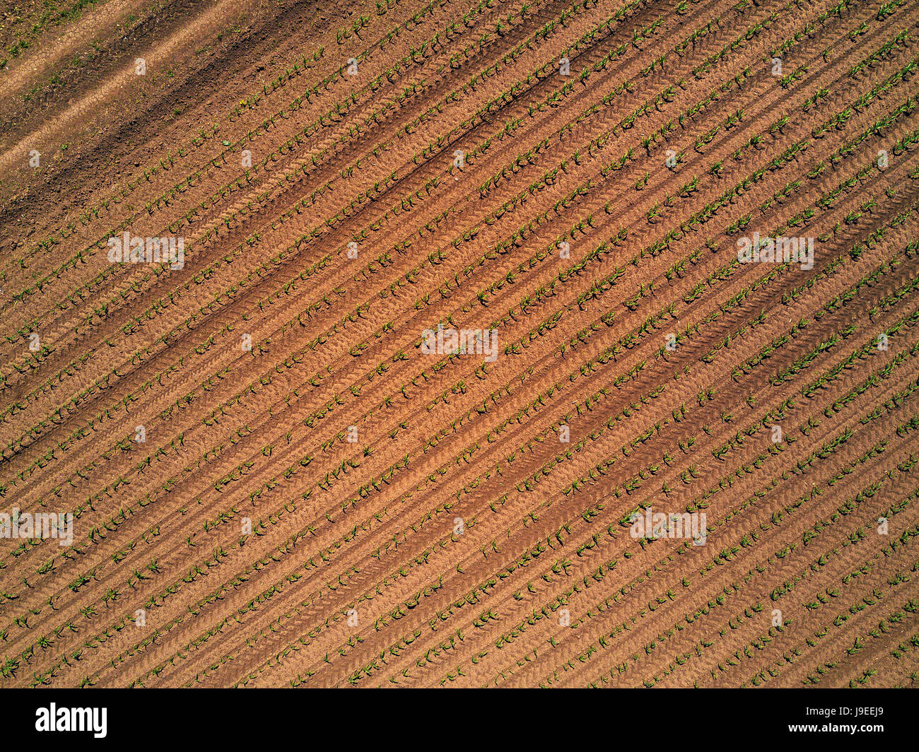 Aerial view of cultivated corn maize crop field from drone point of ...