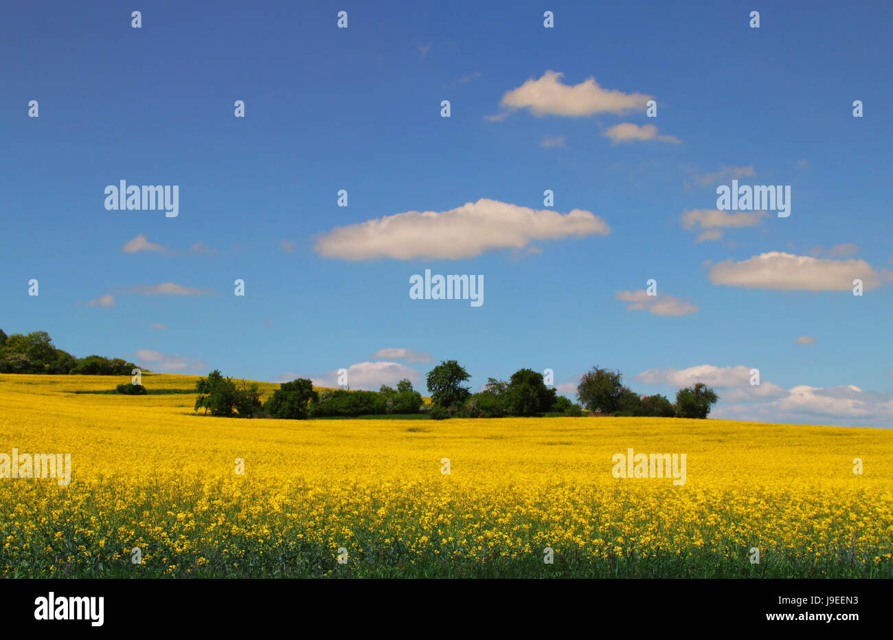 blue, tree, plant, green, bloom, blossom, flourish, flourishing ...