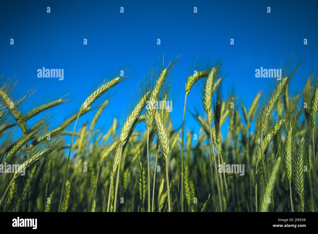 Beautiful crop hi-res stock photography and images - Alamy