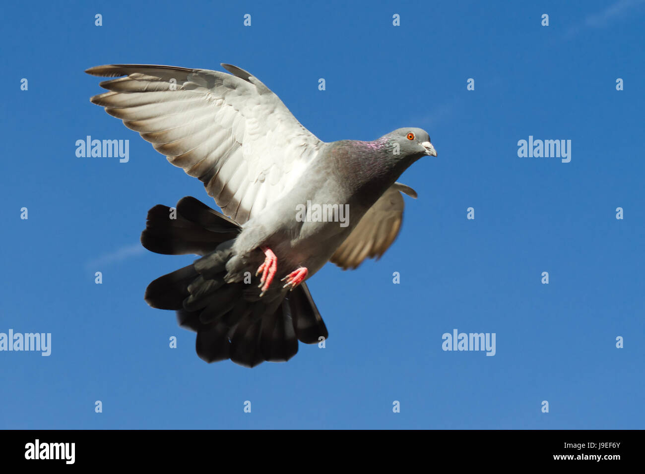 dove in flight Stock Photo - Alamy