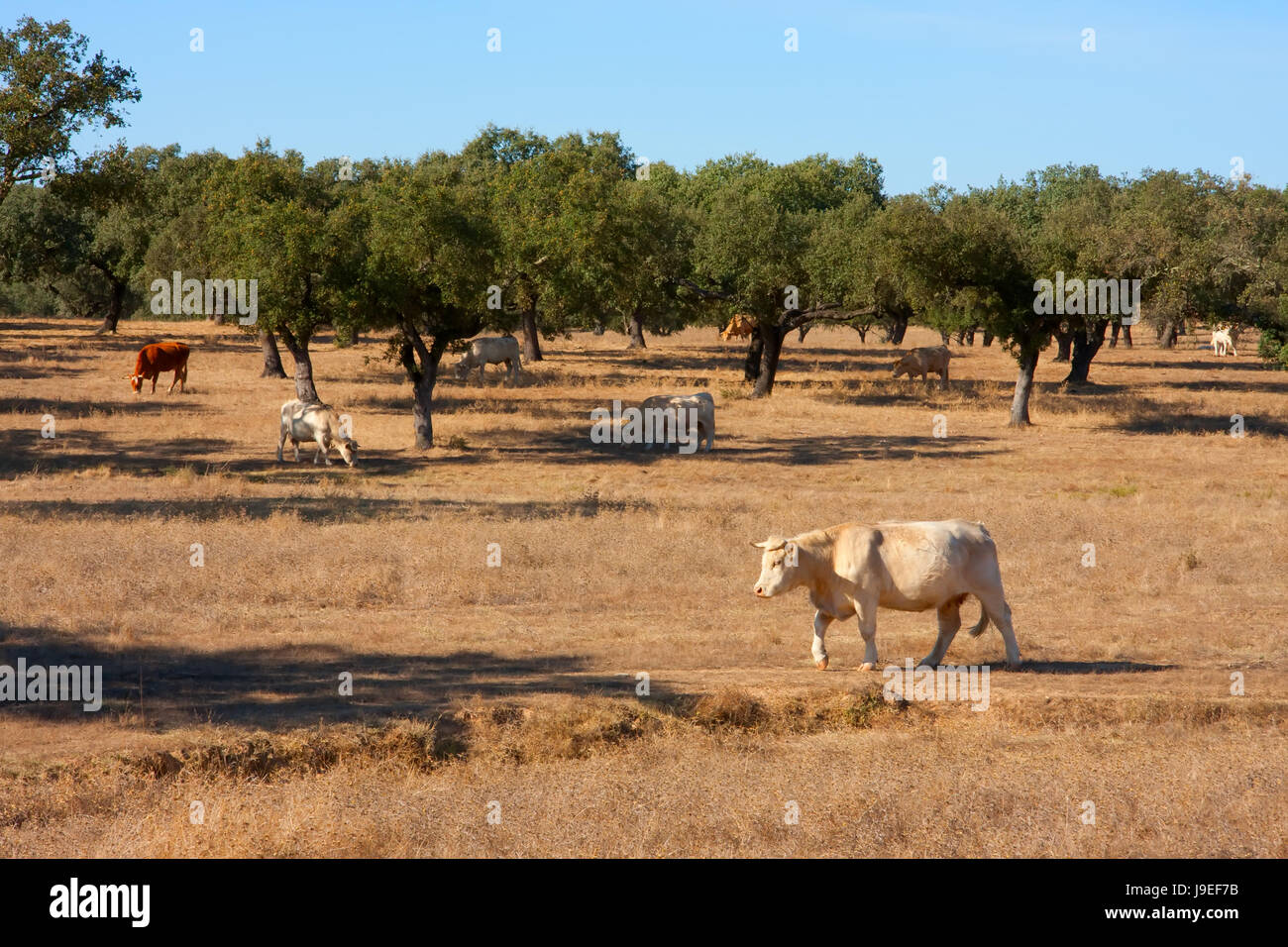 field, farm, country, ranch, landscape, scenery, countryside, nature ...