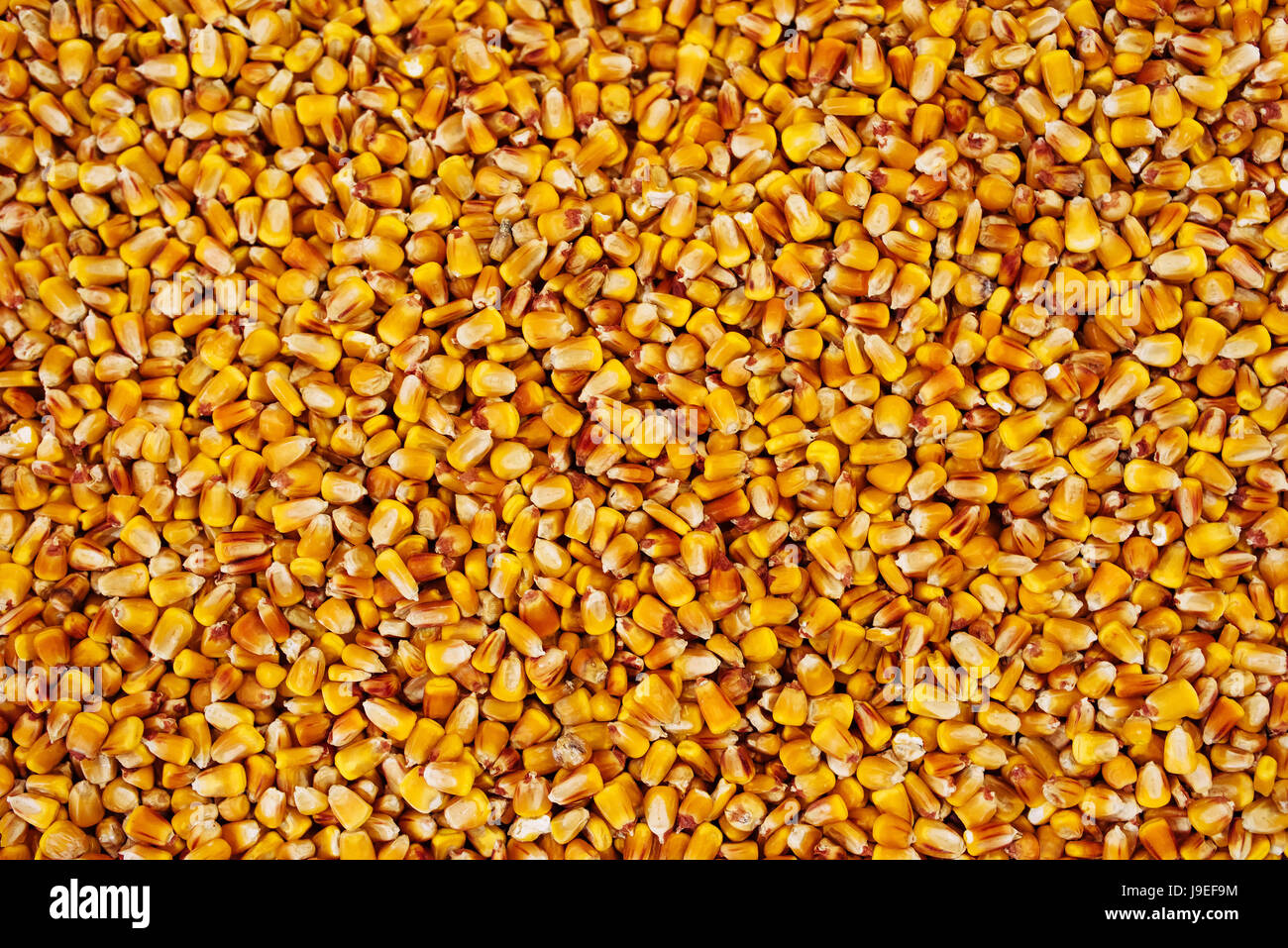Maize grains texture, harvested corn seed as background Stock Photo - Alamy
