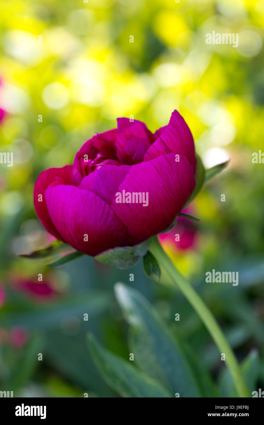 garden, flower, plant, peony, whitsun, pentecost, rose, green, bloom ...