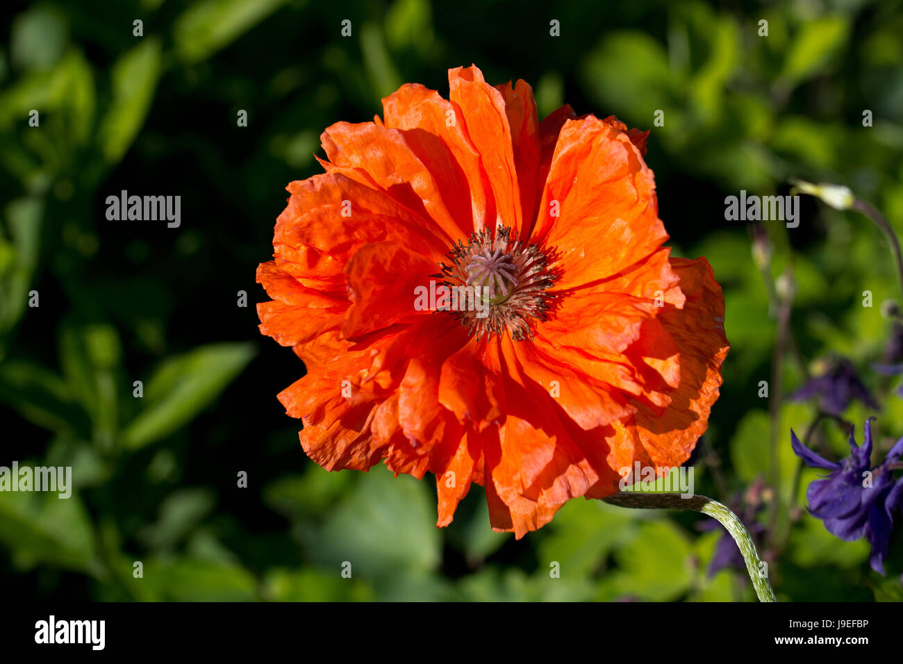 orange, shine, shines, bright, lucent, light, serene, luminous, macro ...