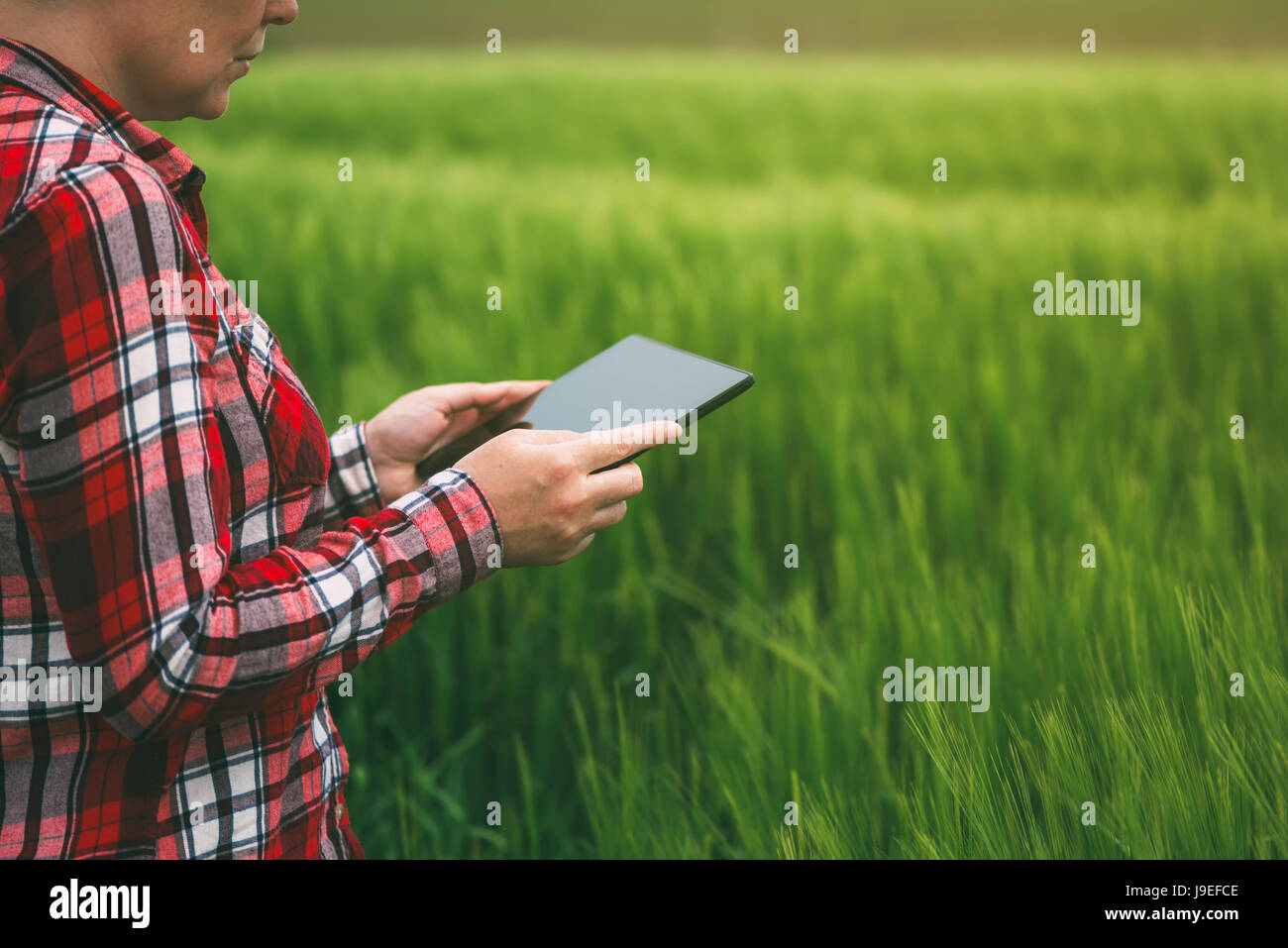 Female farmer using tablet computer in wheat crop field, concept of ...