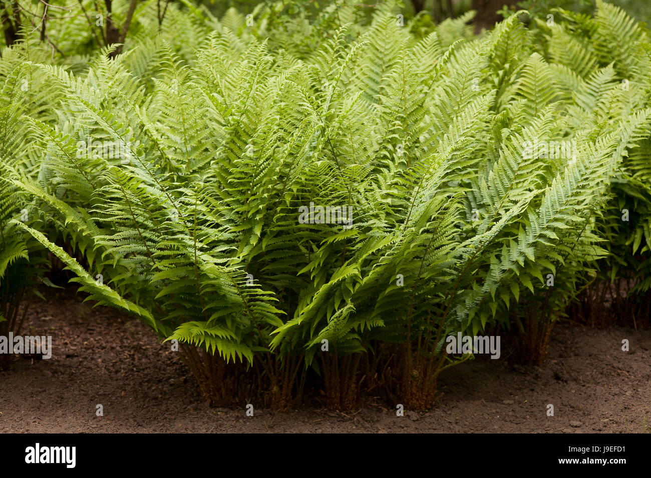 leaves, flora, fern, stalk, stem, lawn, green, foliage, nature, plant ...