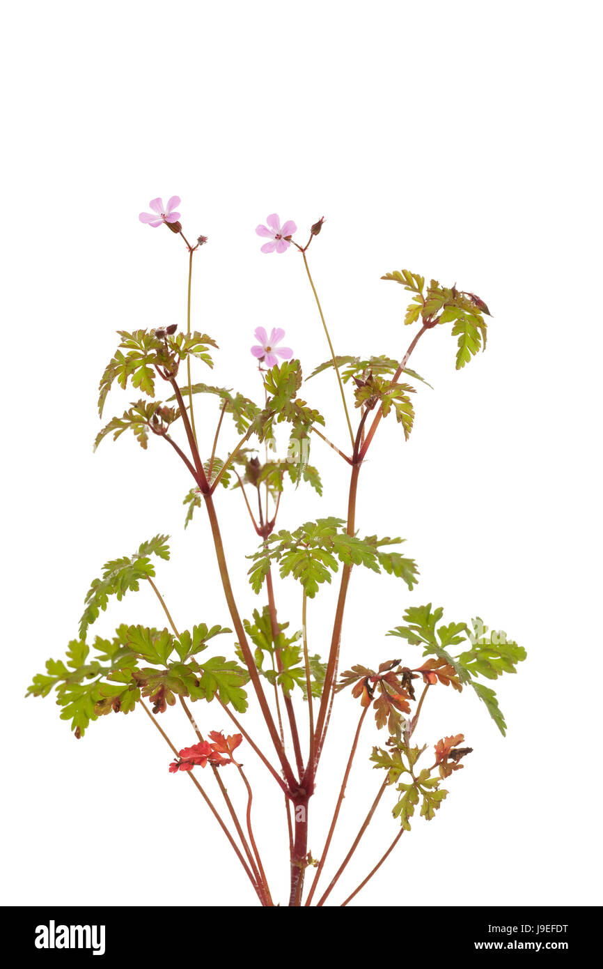 leaf, flower, plant, small, tiny, little, short, geranium, geraniums ...