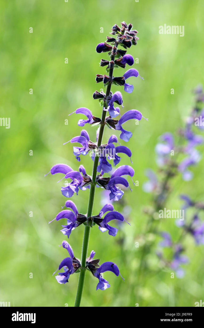 blue, sage, blue, flower, plant, green, flora, botany, blossoms, sage ...