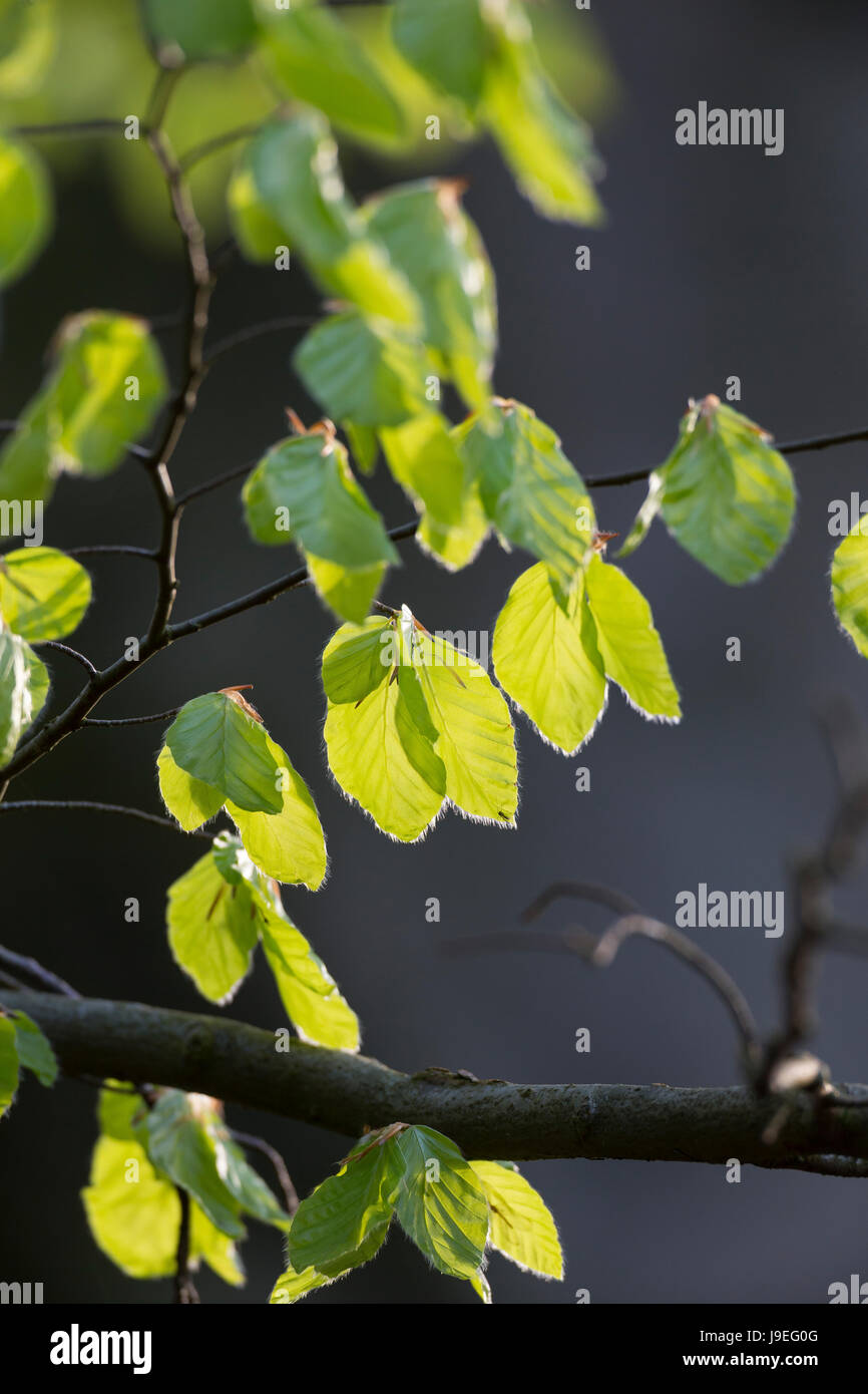 Buche, Rot-Buche, Rotbuche, Fagus sylvatica, Blätter, Blatt ...
