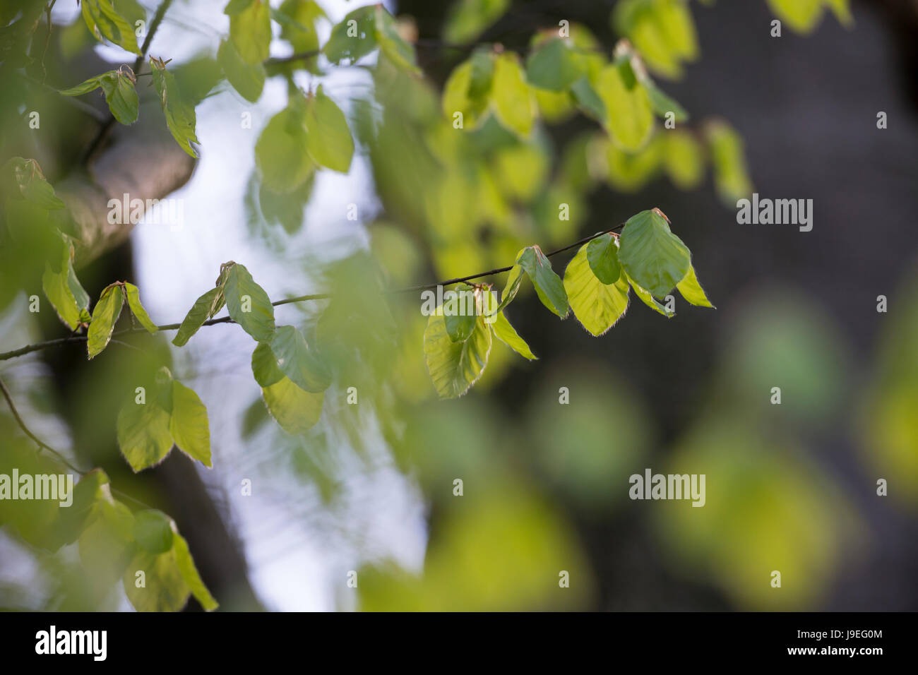 Buche, Rot-Buche, Rotbuche, Fagus sylvatica, Blätter, Blatt ...