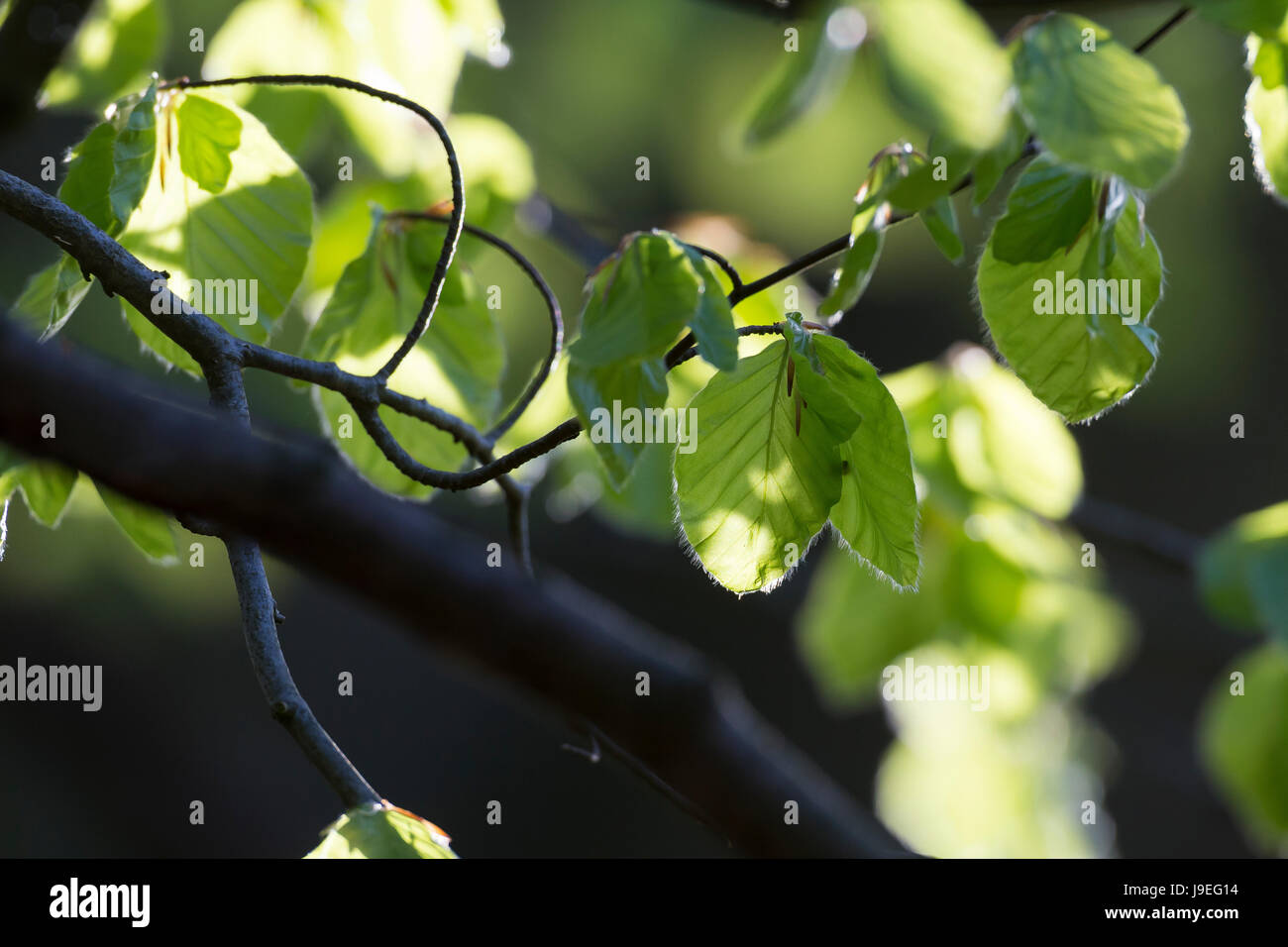 Buche, Rot-Buche, Rotbuche, Fagus sylvatica, Blätter, Blatt ...