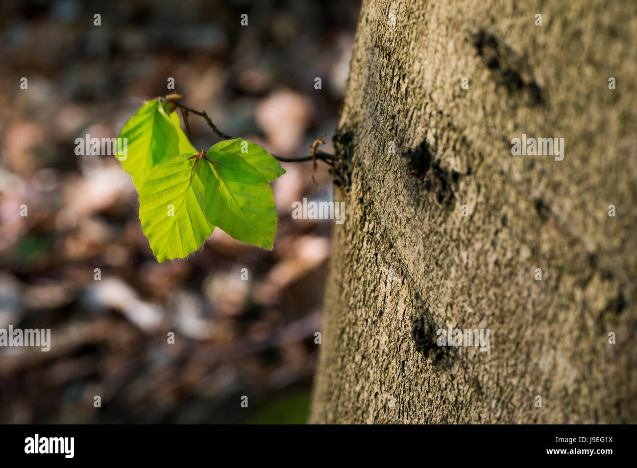 Buche, Rot-Buche, Rotbuche, Fagus sylvatica, Blätter, Blatt ...