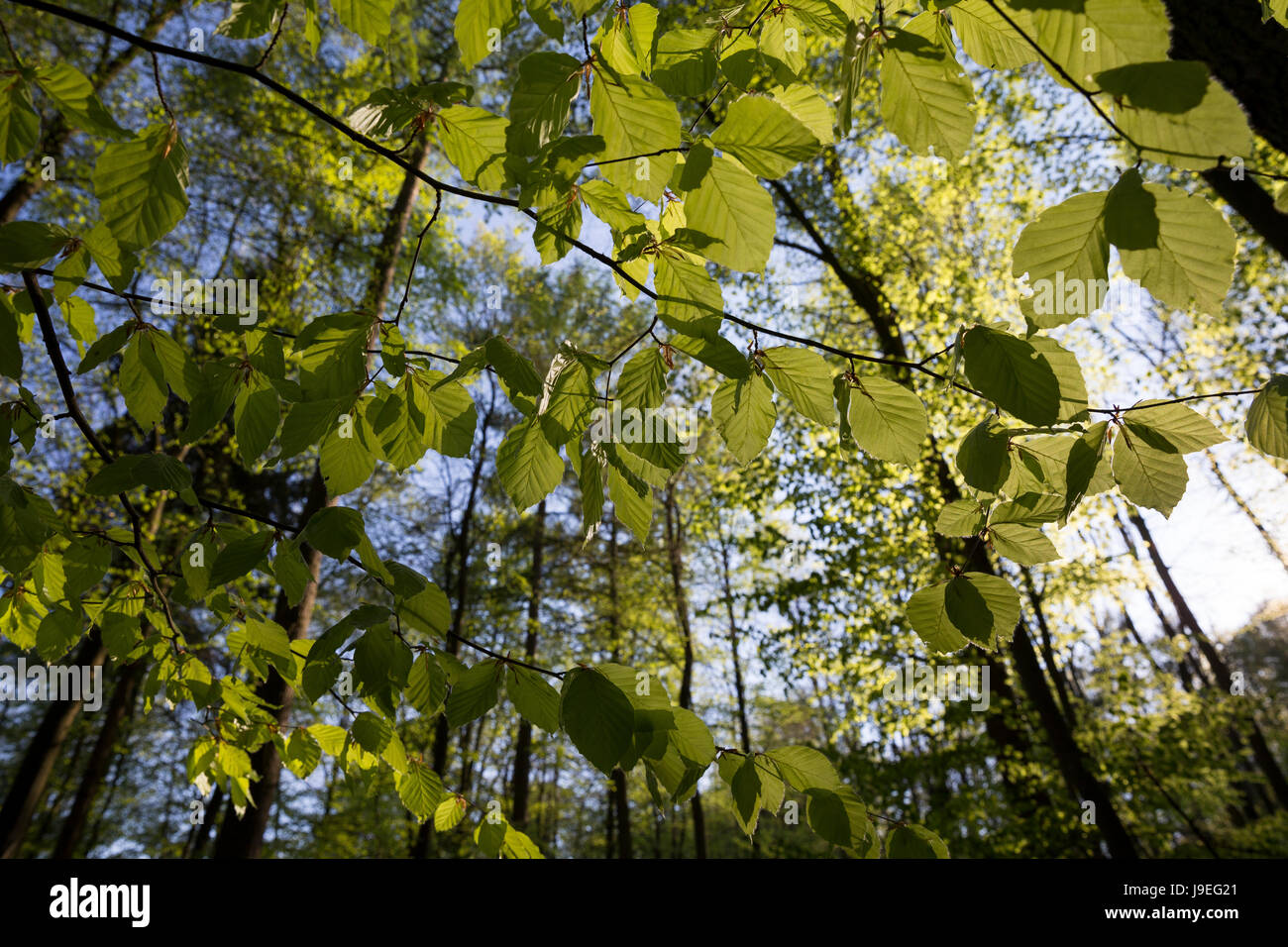 Buche, Rot-Buche, Rotbuche, Fagus sylvatica, Blätter, Blatt ...