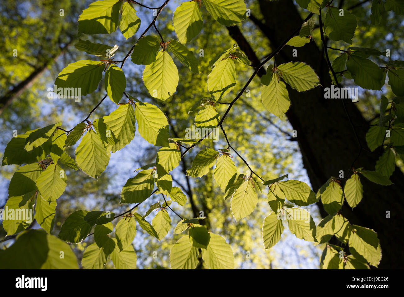 Buchenblatt rotbuche hi-res stock photography and images - Alamy