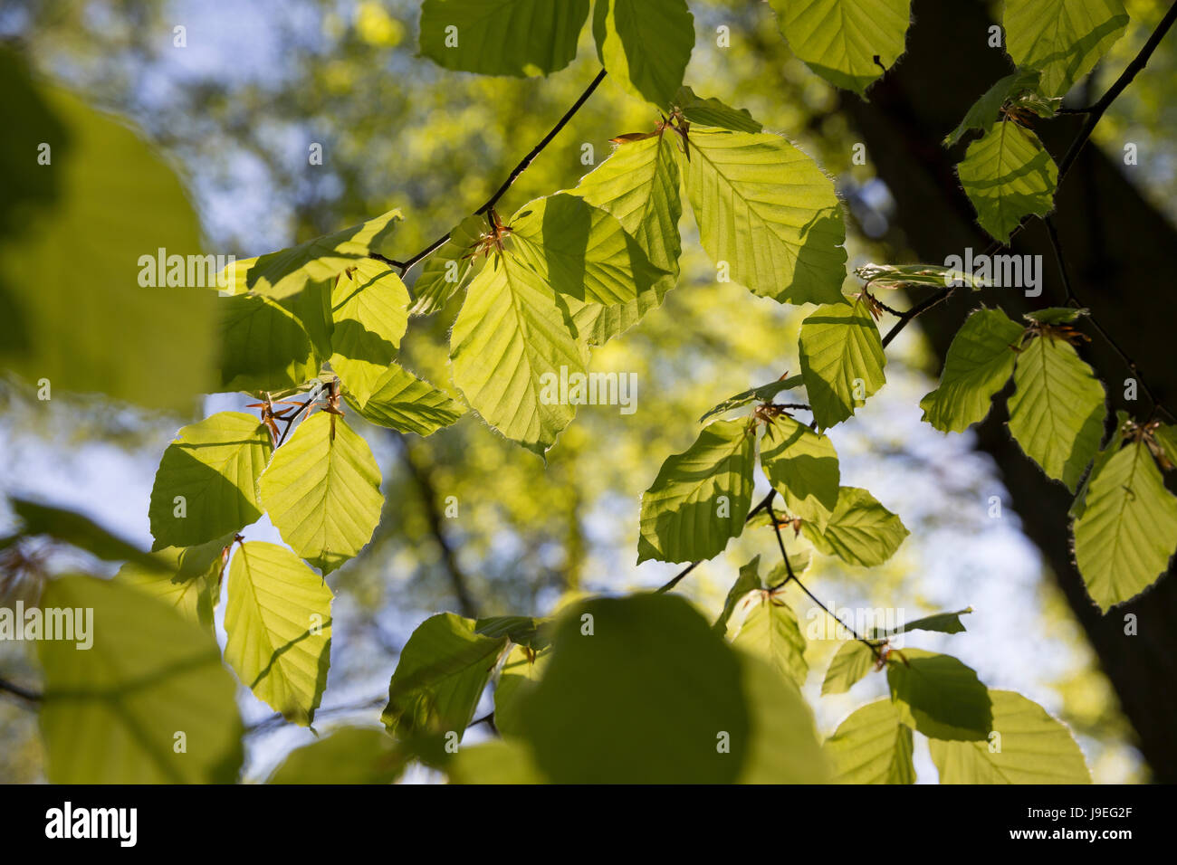 Buche, Rot-Buche, Rotbuche, Fagus sylvatica, Blätter, Blatt ...