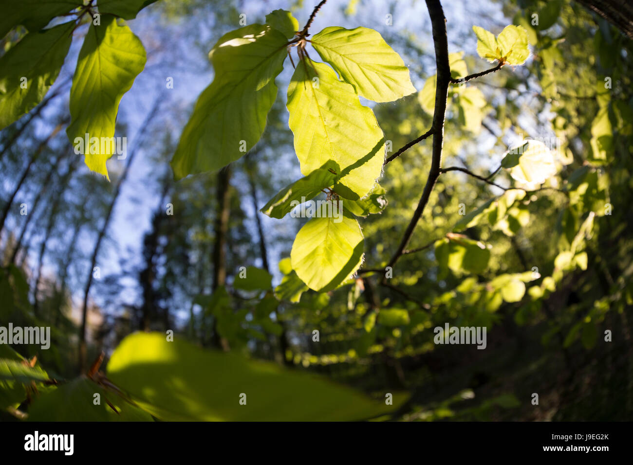 Buche, Rot-Buche, Rotbuche, Fagus sylvatica, Blätter, Blatt ...