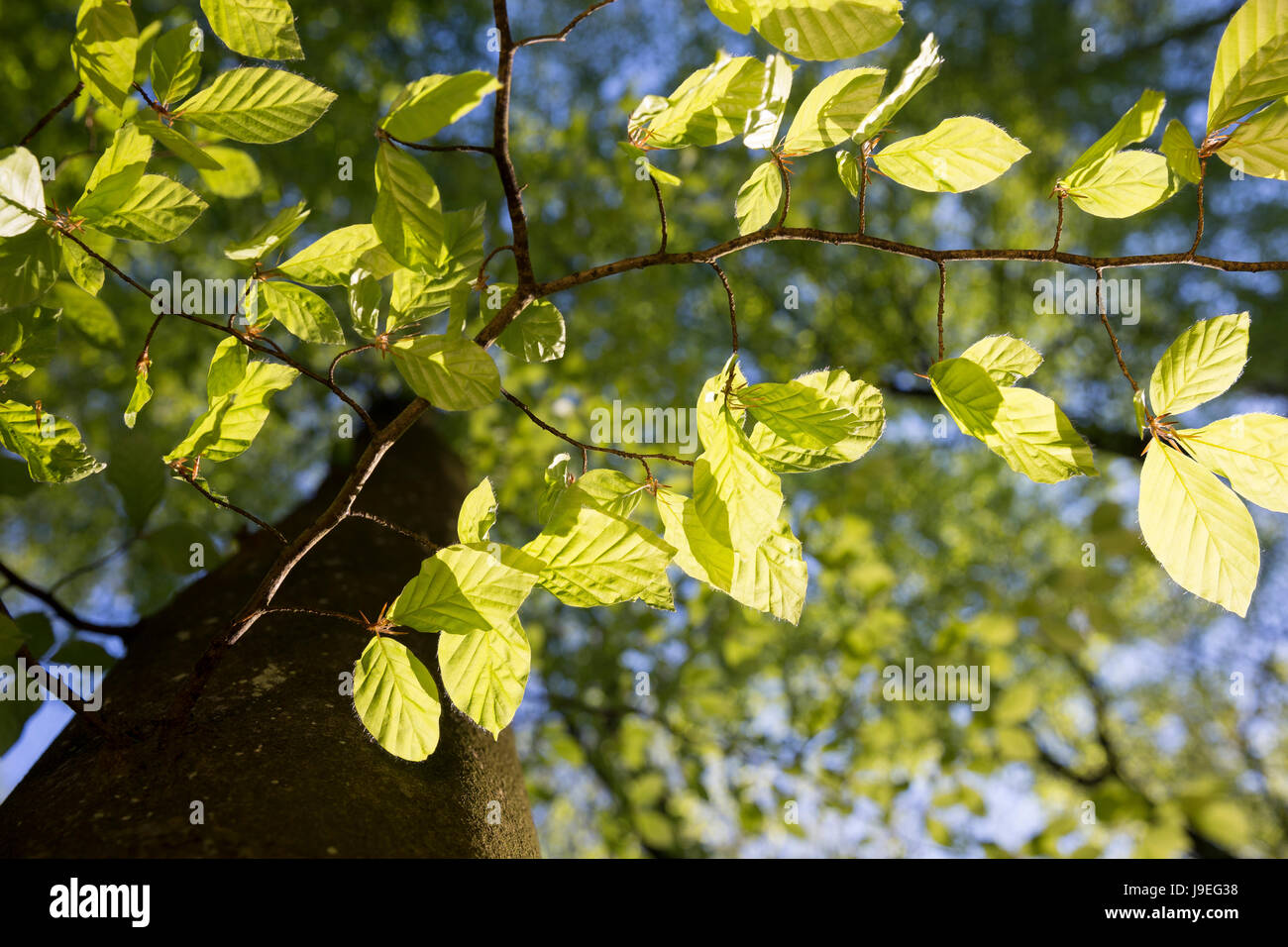 Buche, Rot-Buche, Rotbuche, Fagus sylvatica, Blätter, Blatt ...