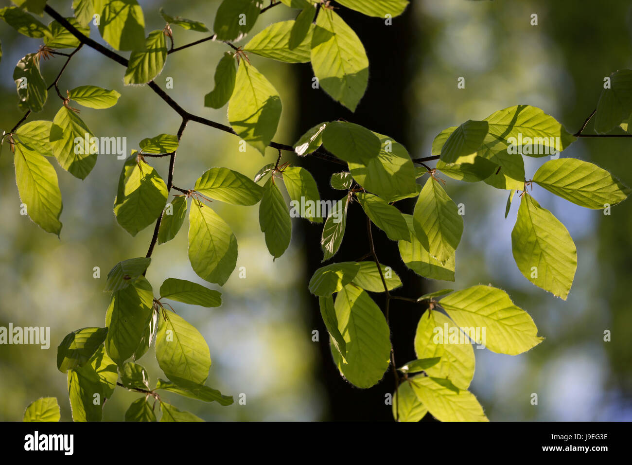 Buche, Rot-Buche, Rotbuche, Fagus sylvatica, Blätter, Blatt ...