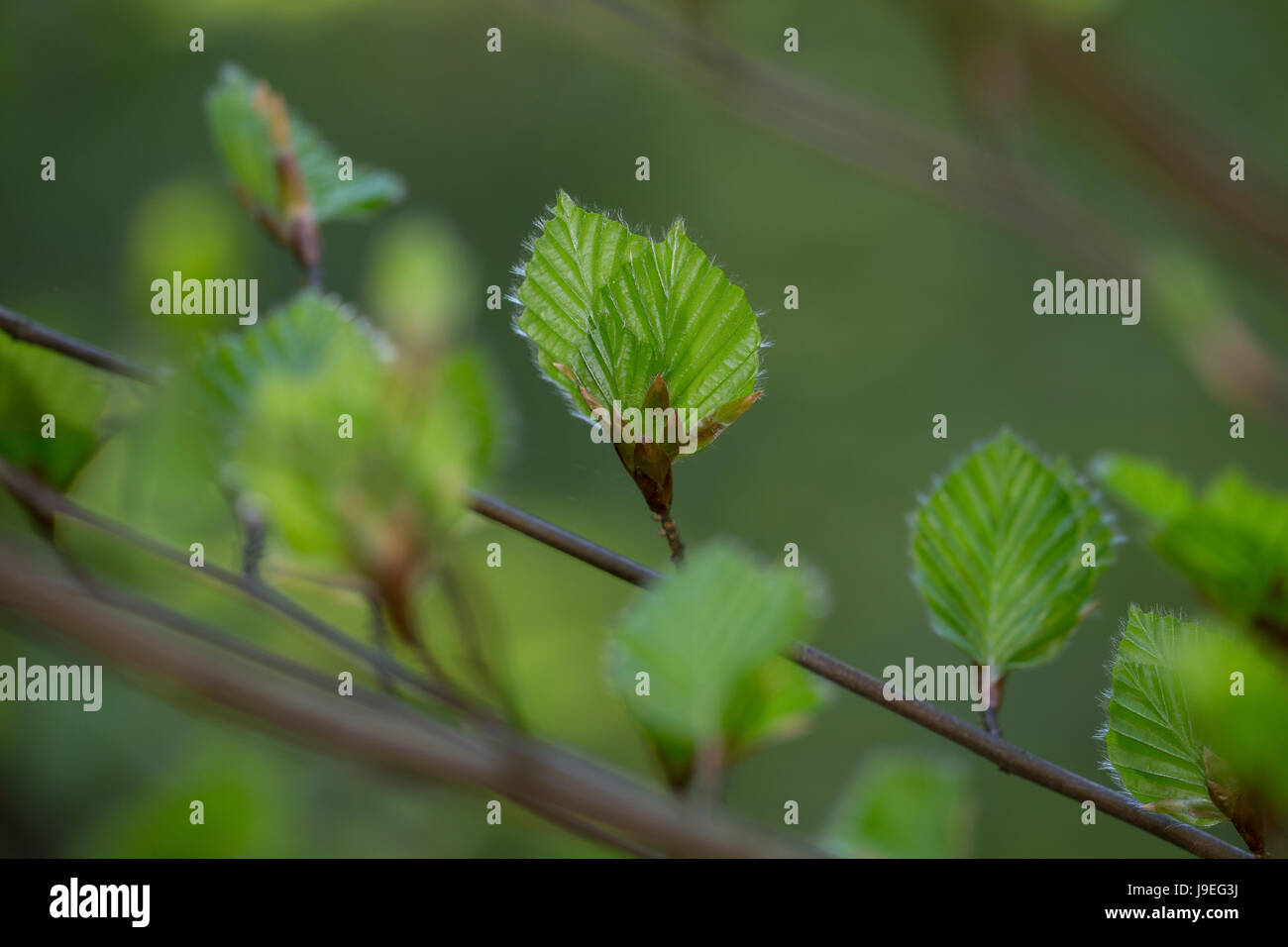 Fagus sylvatica blatt hi-res stock photography and images - Alamy