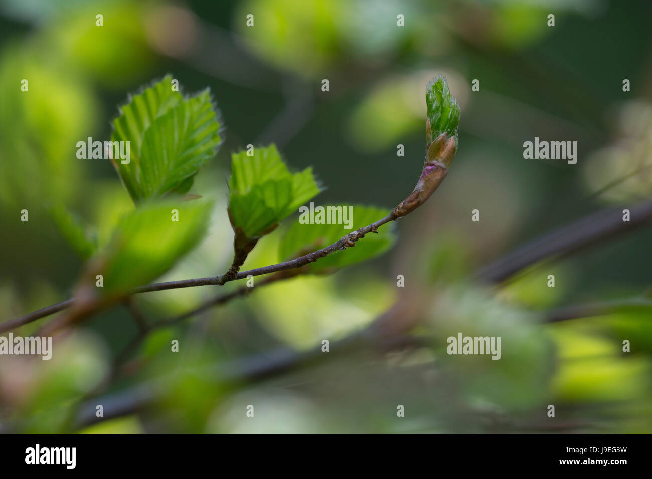 Buche, Rot-Buche, Rotbuche, Fagus sylvatica, Blätter, Blatt ...